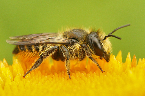 Leafcutter, Mortar, and Resin Bees (Hymenoptera of the British Indian ...