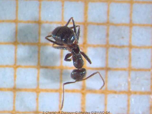 Robust Crazy ant (Hymenoptera (ants, bees and wasps) of the British ...