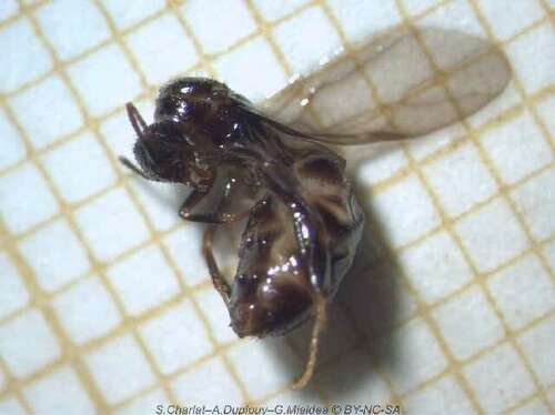 Robust Crazy ant (Hymenoptera (ants, bees and wasps) of the British ...