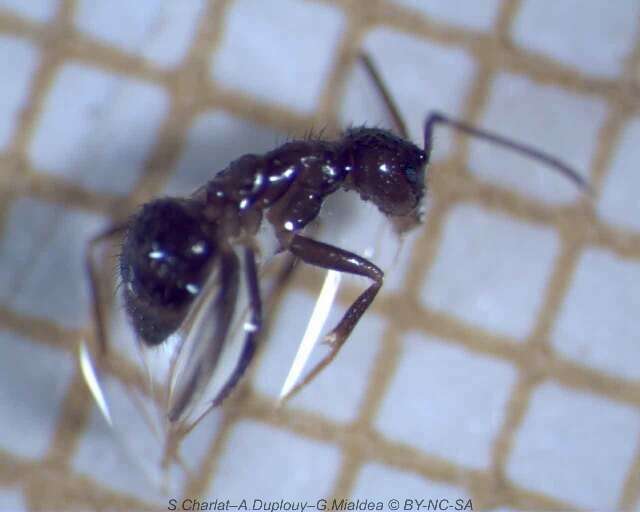 Robust Crazy ant (Hymenoptera (ants, bees and wasps) of the British ...