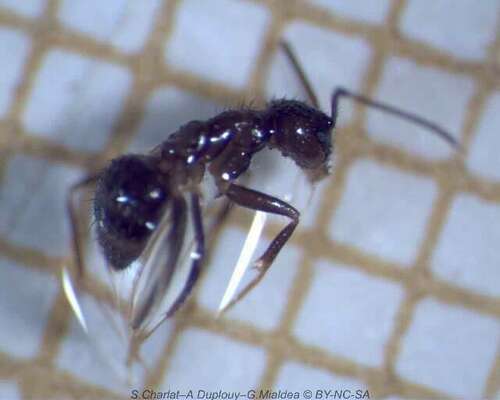Robust Crazy ant (Hymenoptera (ants, bees and wasps) of the British ...