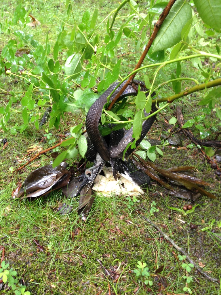 Eastern Ratsnake from Hanover County, US-VA, US on June 27, 2015 at 03: ...