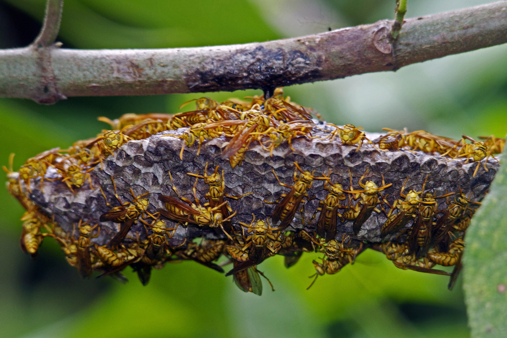 Yellow Oriental Paper Wasp (Hymenoptera of the British Indian Ocean ...