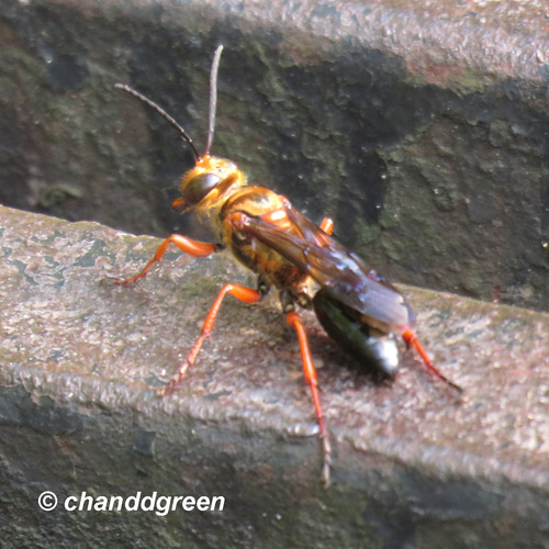 Sphex sericeus (Hymenoptera (ants, bees and wasps) of the Chagos ...