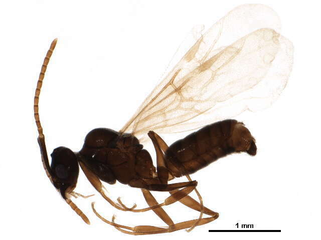 Humble Ants (Hymenoptera of the British Indian Ocean Territory ...