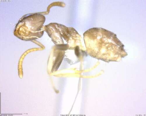 Humble Ants (Hymenoptera of the British Indian Ocean Territory ...