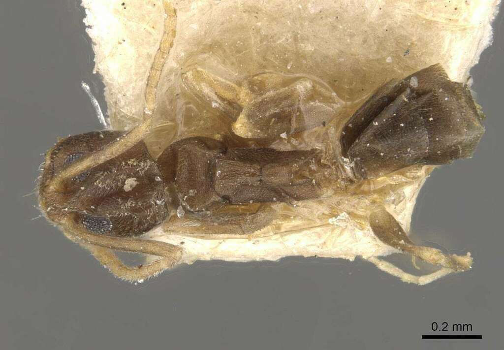 Humble Ants (Hymenoptera of the British Indian Ocean Territory ...