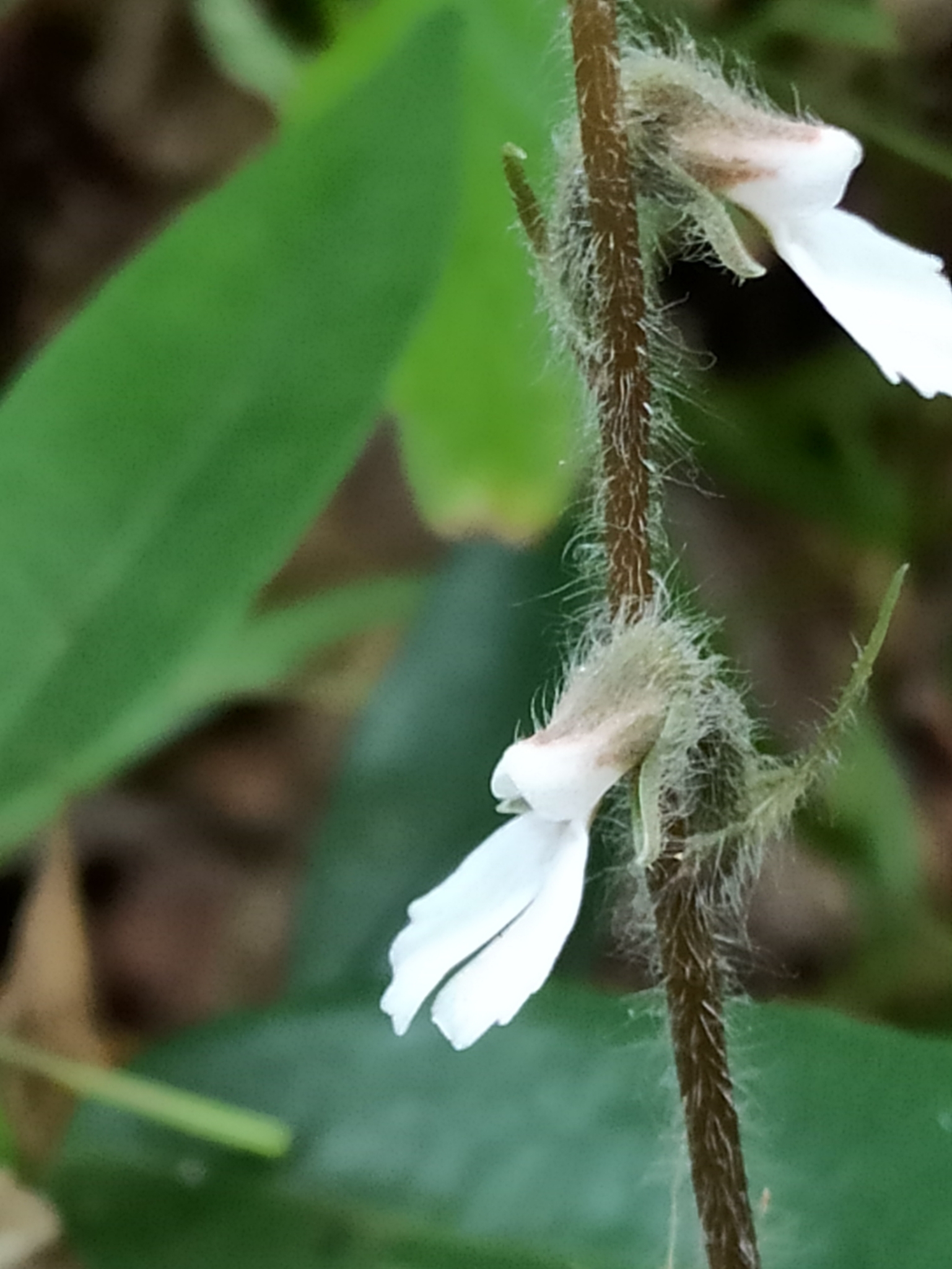 Zeuxine longilabris (Lindl.) Trimen