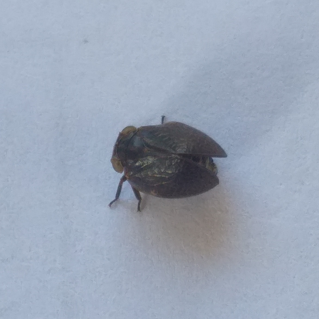 Issid Planthoppers from Mossel Bay Local Municipality, South Africa on ...