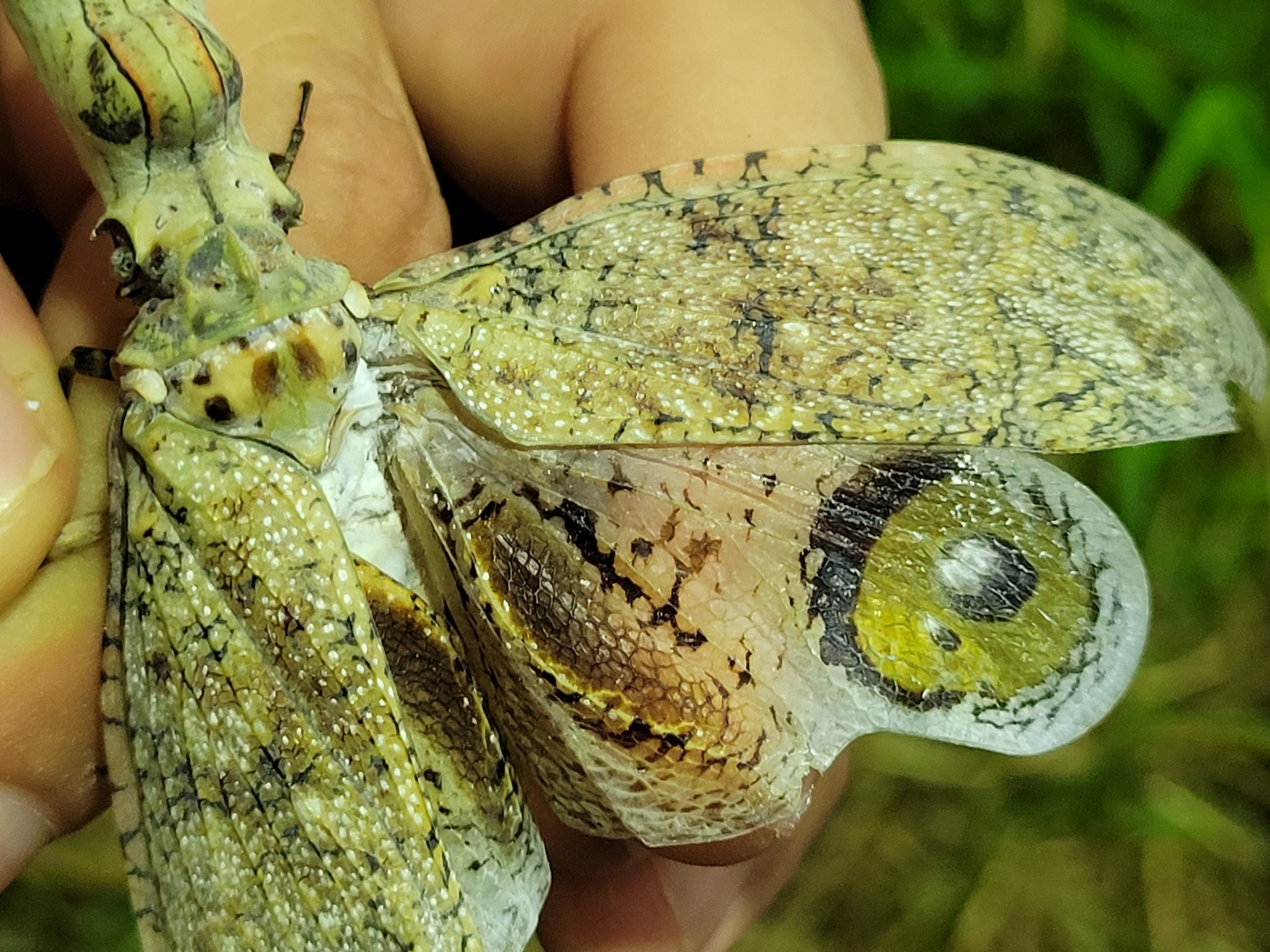 Fulgora laternaria (Linnaeus, 1758)