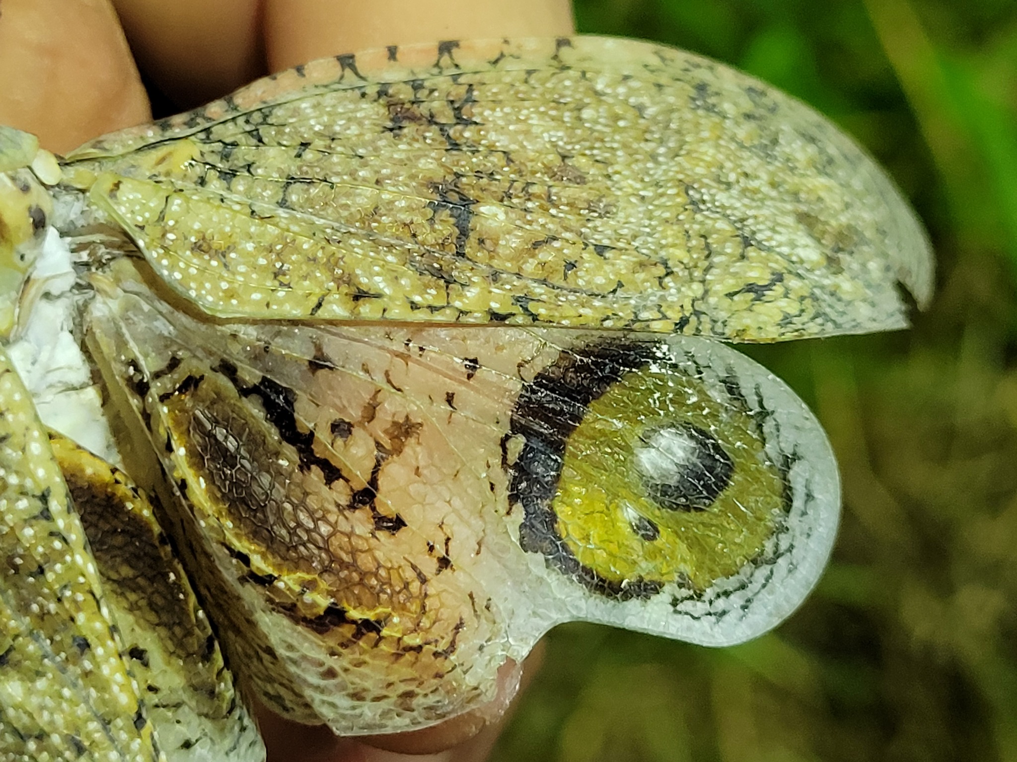 Fulgora laternaria (Linnaeus, 1758)