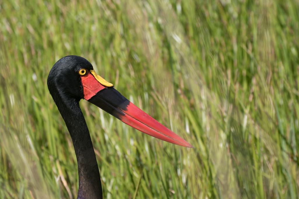 Saddle-billed Stork from Isimangaliso Wetlank Park St. Lucia, St Lucia ...