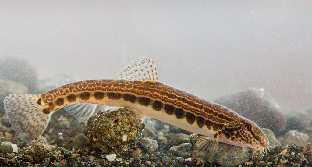 Carps, characins, catfishes and allies (Ostariophysi) - Marine Life ...