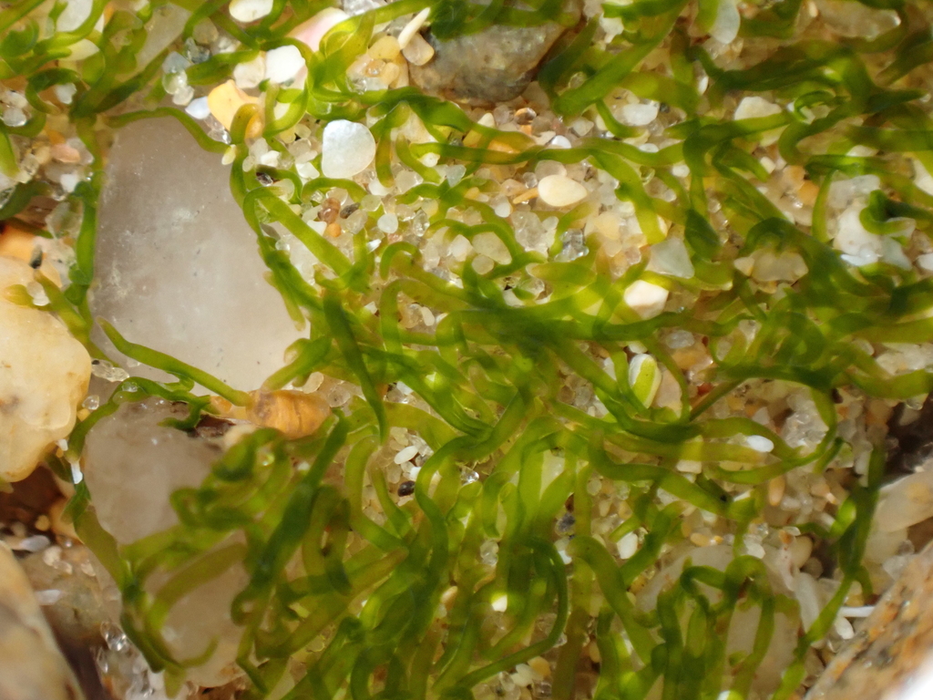 Mint sauce worm from Ille-et-Vilaine, Bretagne, France on November 26 ...