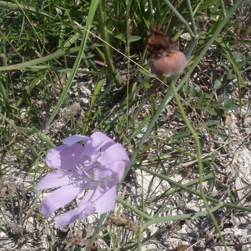 Texas Skeleton Plant from Ledgeston Farm, Blanco County, TX, USA on May ...