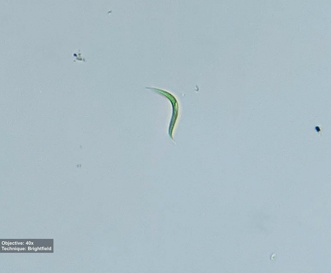 Monoraphidium Komárková-Legnerová, 1969