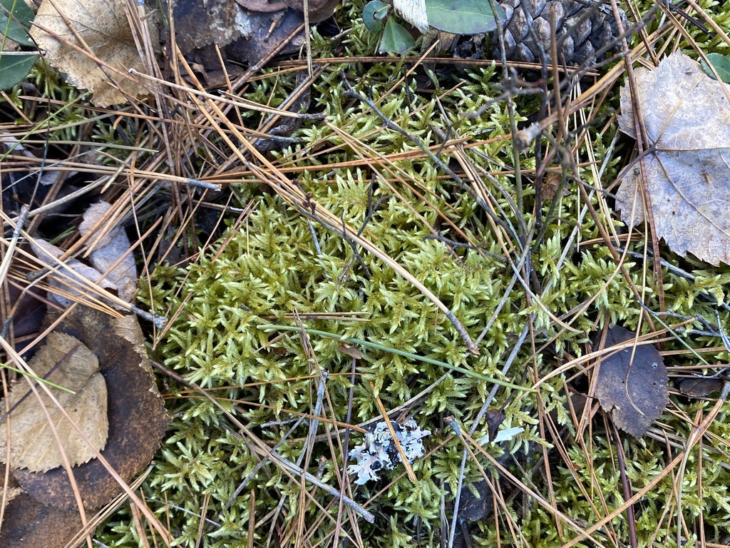Red-stemmed Feather Moss from Peterson Rd, Skanee, MI, US on November ...