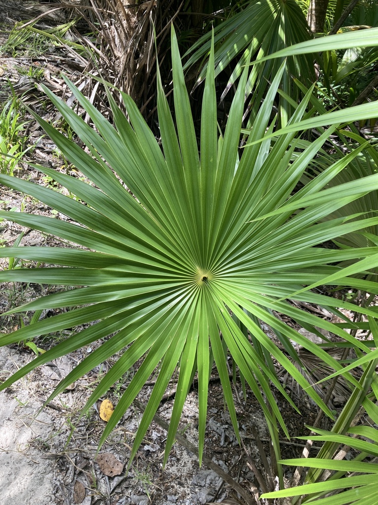 Florida Thatch Palm from Tulum, Quintana Roo, MX on November 27, 2022 ...