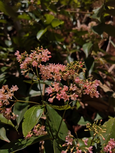 Parameria laevigata · NaturaLista Colombia