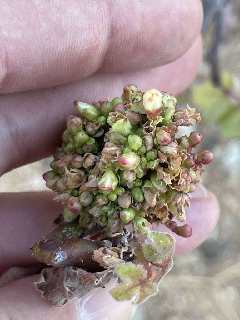 Moran’s Lomboy in November 2022 by Glenn Ehrenberg · iNaturalist