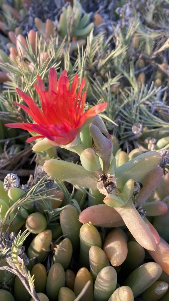 Malephora crocea (Tenerife Plants Cactaceae, Apocynaceae, Aizoaceae ...