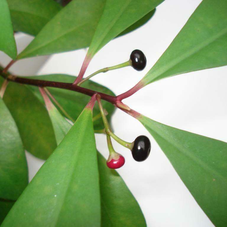 shoebutton Ardisia from Paget Marsh, Bermuda on February 13, 2011 at 06 ...