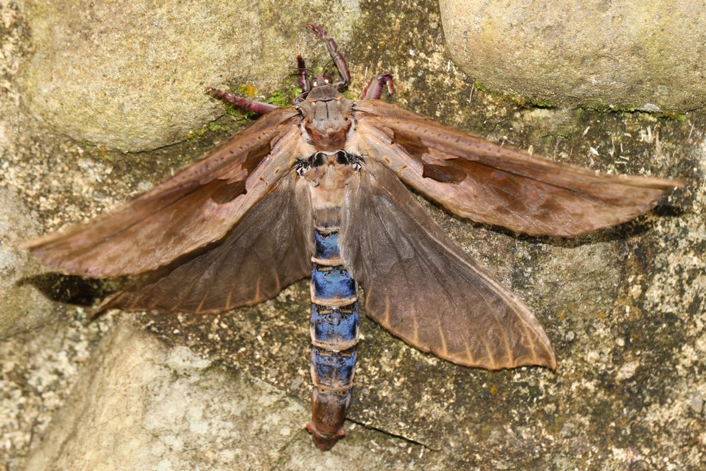 Phassus triangularis from Unnamed Road, Provincia de Cartago, Turrialba ...