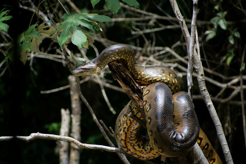 Green Anaconda (Animals of taranga Zoo captive) · iNaturalist