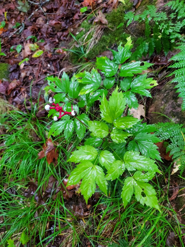 white baneberry from Somerset, Maine, United States on September 20 ...