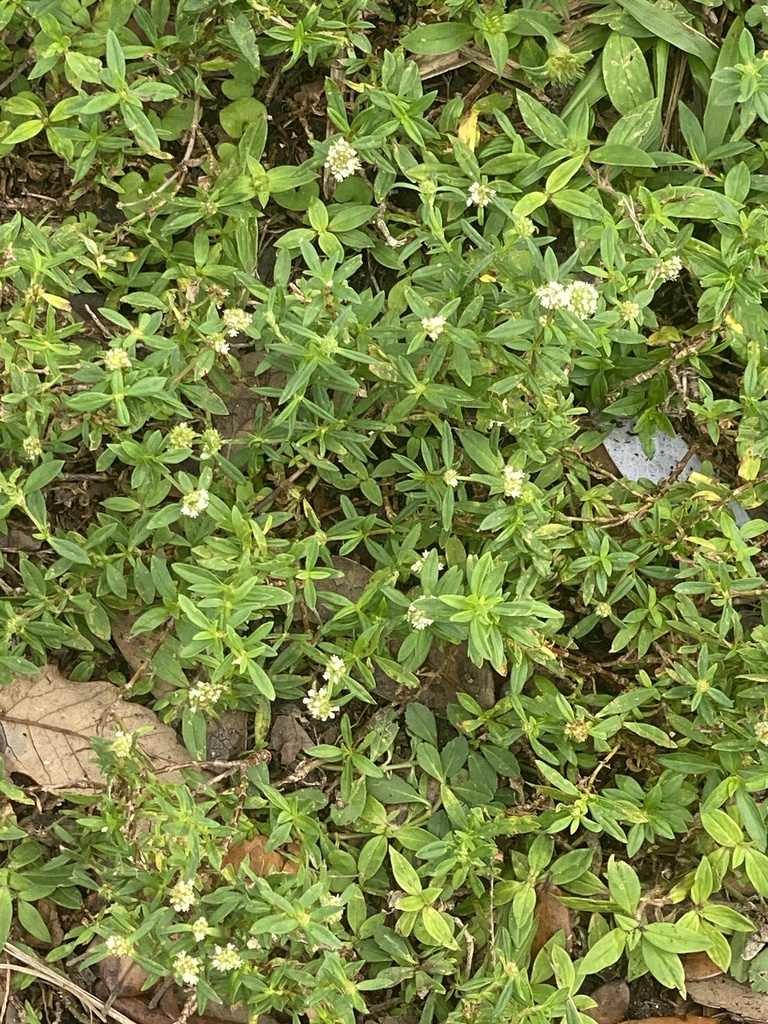 shrubby false buttonweed from C.B. Smith Park, Pembroke Pines, FL, US ...