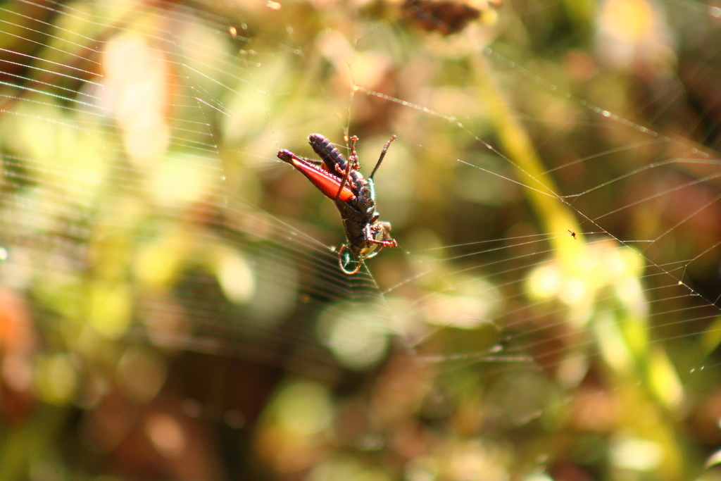 Boopedon diabolicum from San Gabriel, Jal., México on November 26, 2022 ...