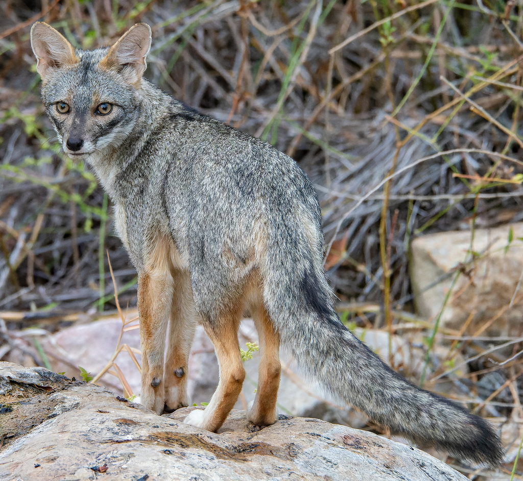 Sechuran Fox in November 2022 by Jim Moore (Maryland) · iNaturalist