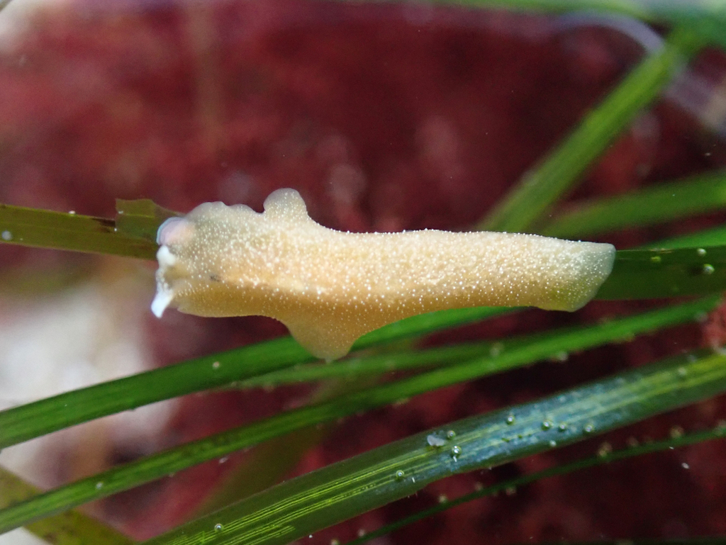 Cotylea sp.2 (Polyclad flatworms of California) · iNaturalist