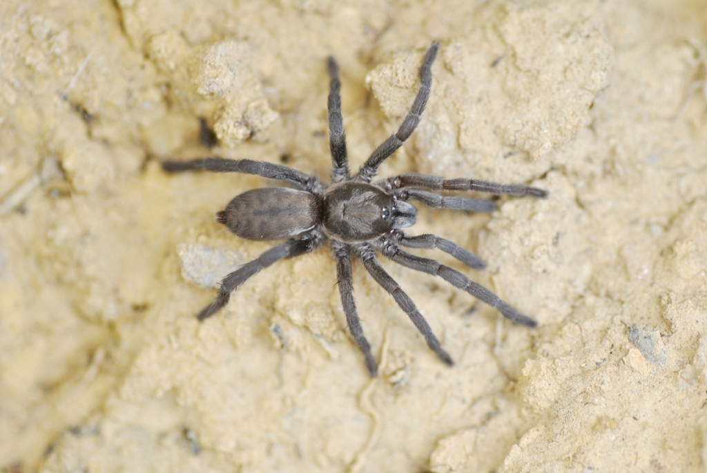 Ischnocolus valentinus from Murcia, España on October 22, 2022 at 12:50 ...