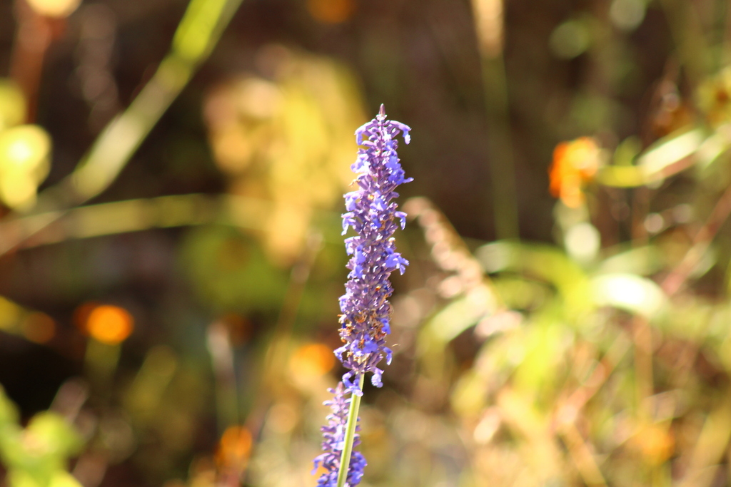 Alucema desde San Gabriel, Jal., México el sábado, 26 de noviembre de ...