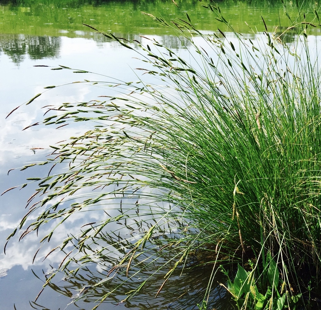Carex nigra juncea from Petrishkovskiy, Minsk Region, BY on June 03 ...