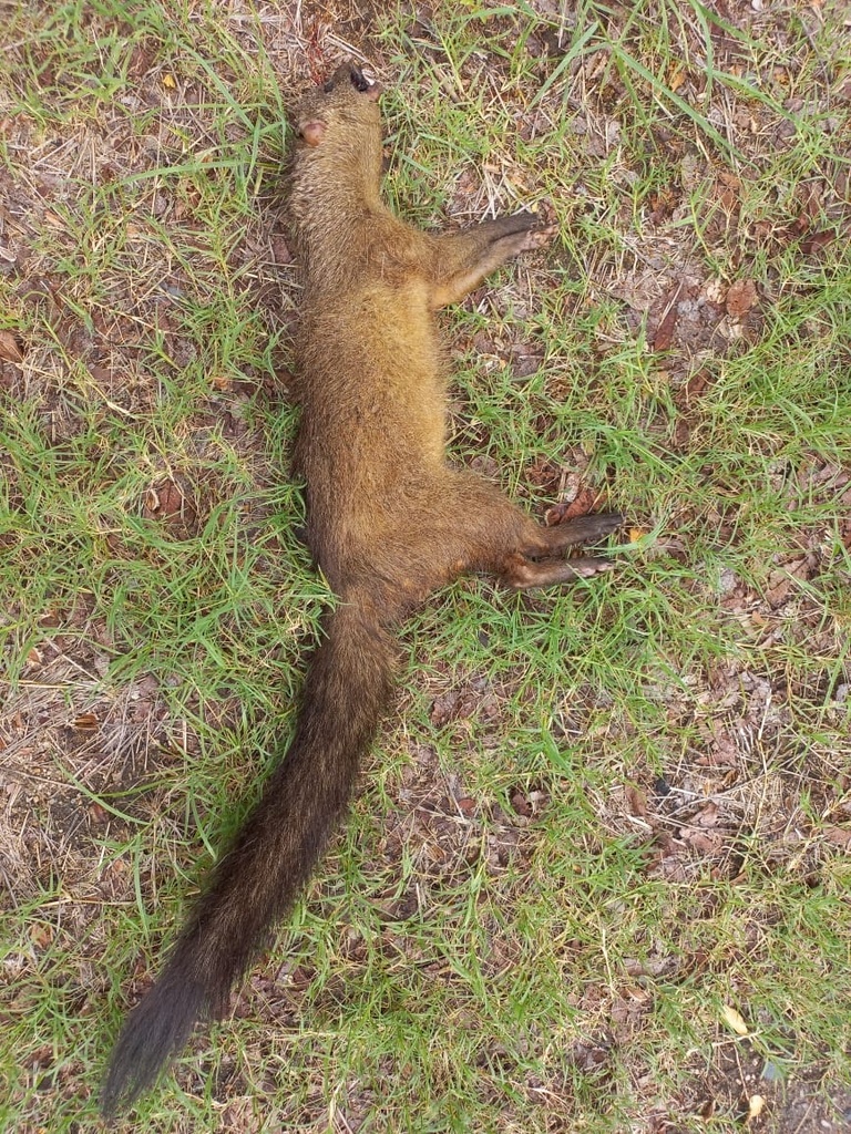 Meller's Mongoose from Maruleng, Hoedspruit, LP, ZA on November 27 ...