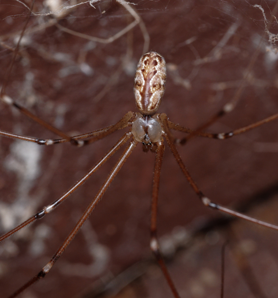 Marbled Cellar Spider from Joaquin Miller Park, Oakland, CA, USA on ...