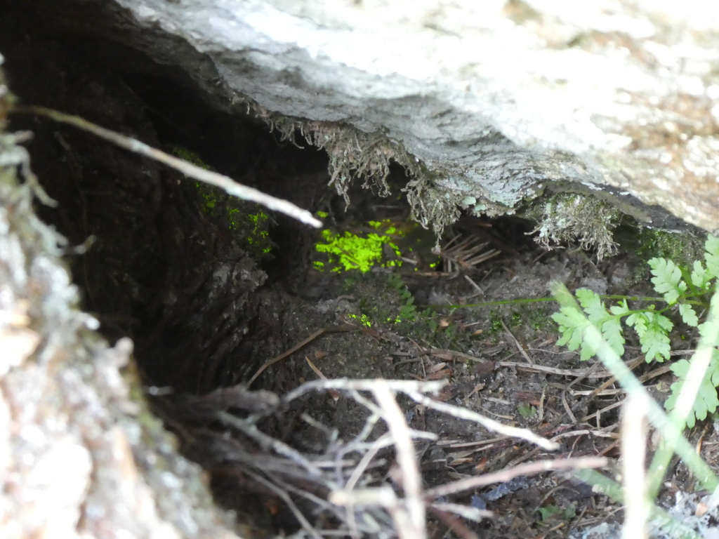Luminous Moss in July 2019 by kathinkadalseg · iNaturalist
