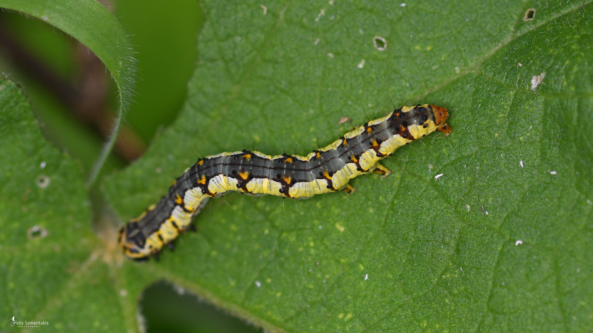 Xanthodes albago (Fabricius, 1794)