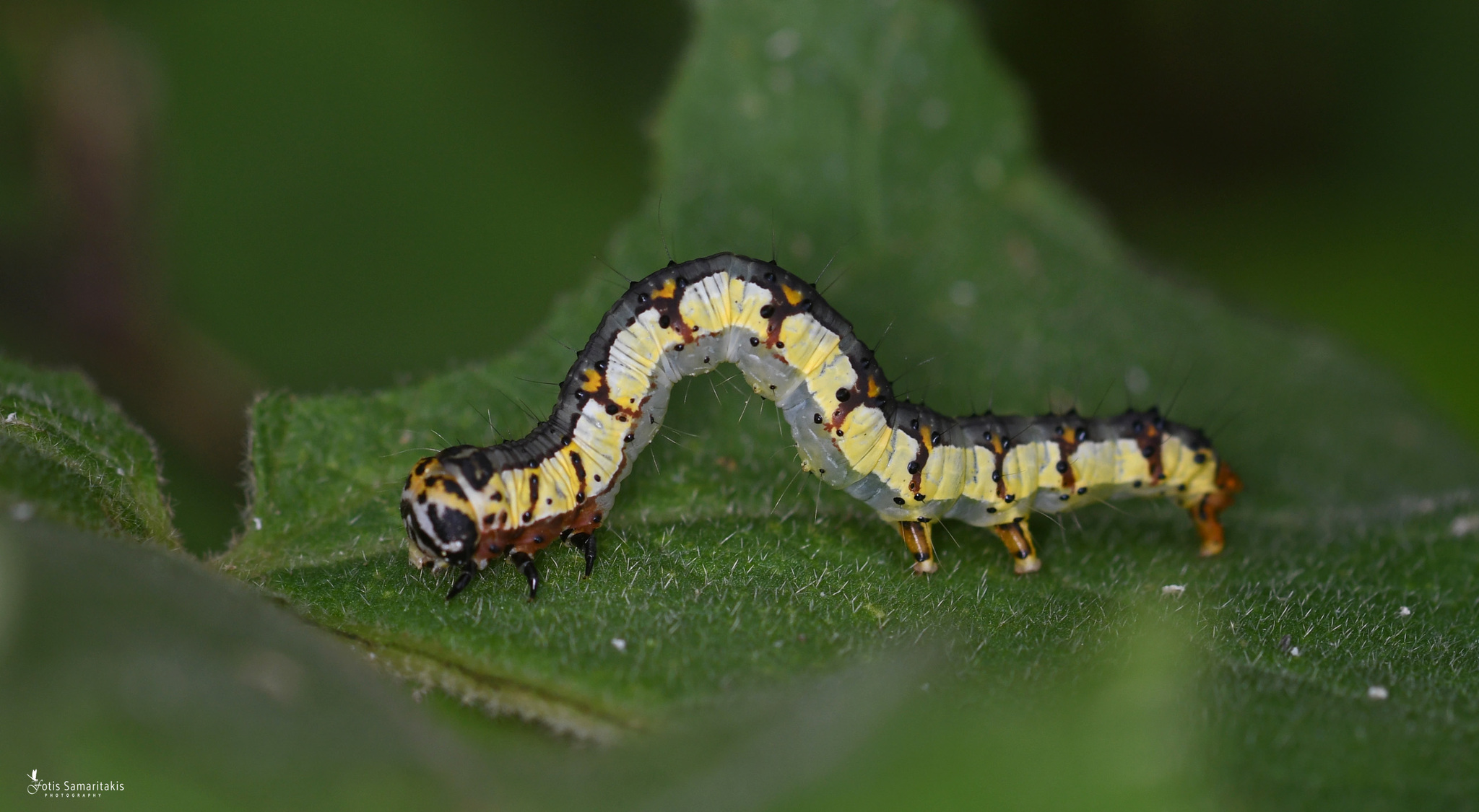 Xanthodes albago (Fabricius, 1794)