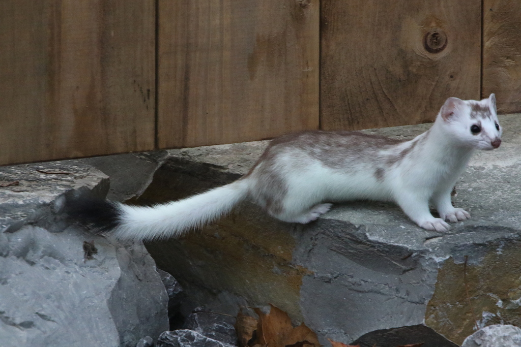 Long-tailed Weasel (Neogale frenata) - Know Your Mammals