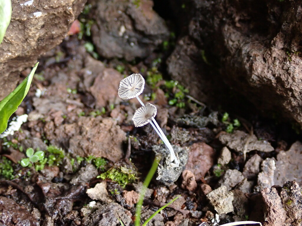 Coprinopsis stercorea from Cariboo, BC, Canada on July 14, 2022 at 10: ...