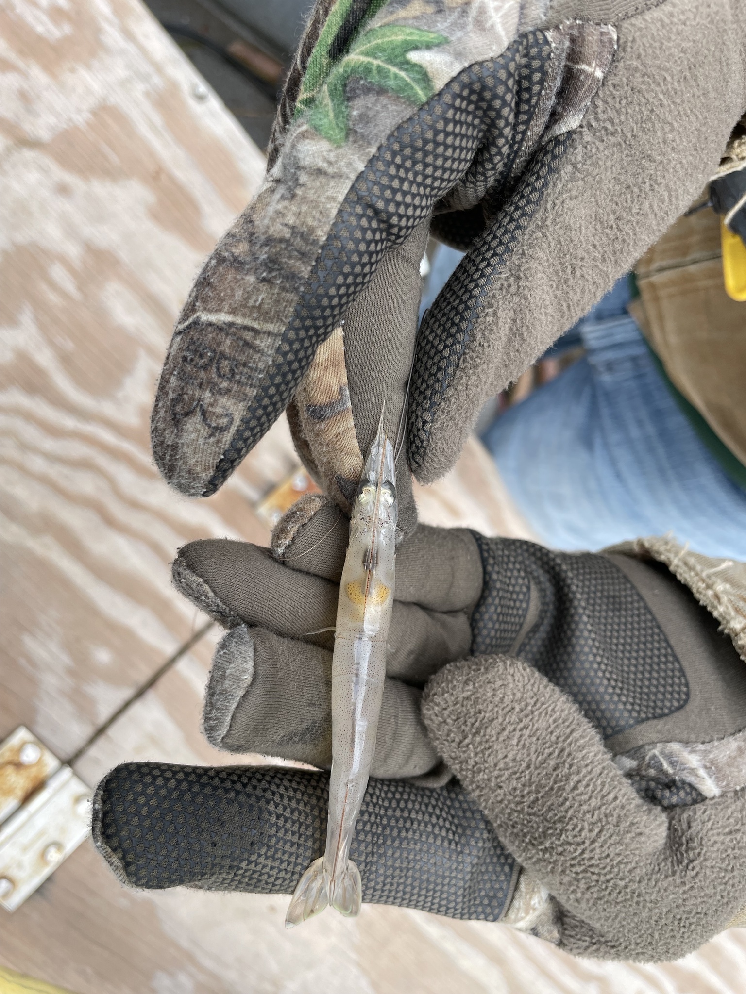 Penaeus setiferus (Linnaeus, 1767)