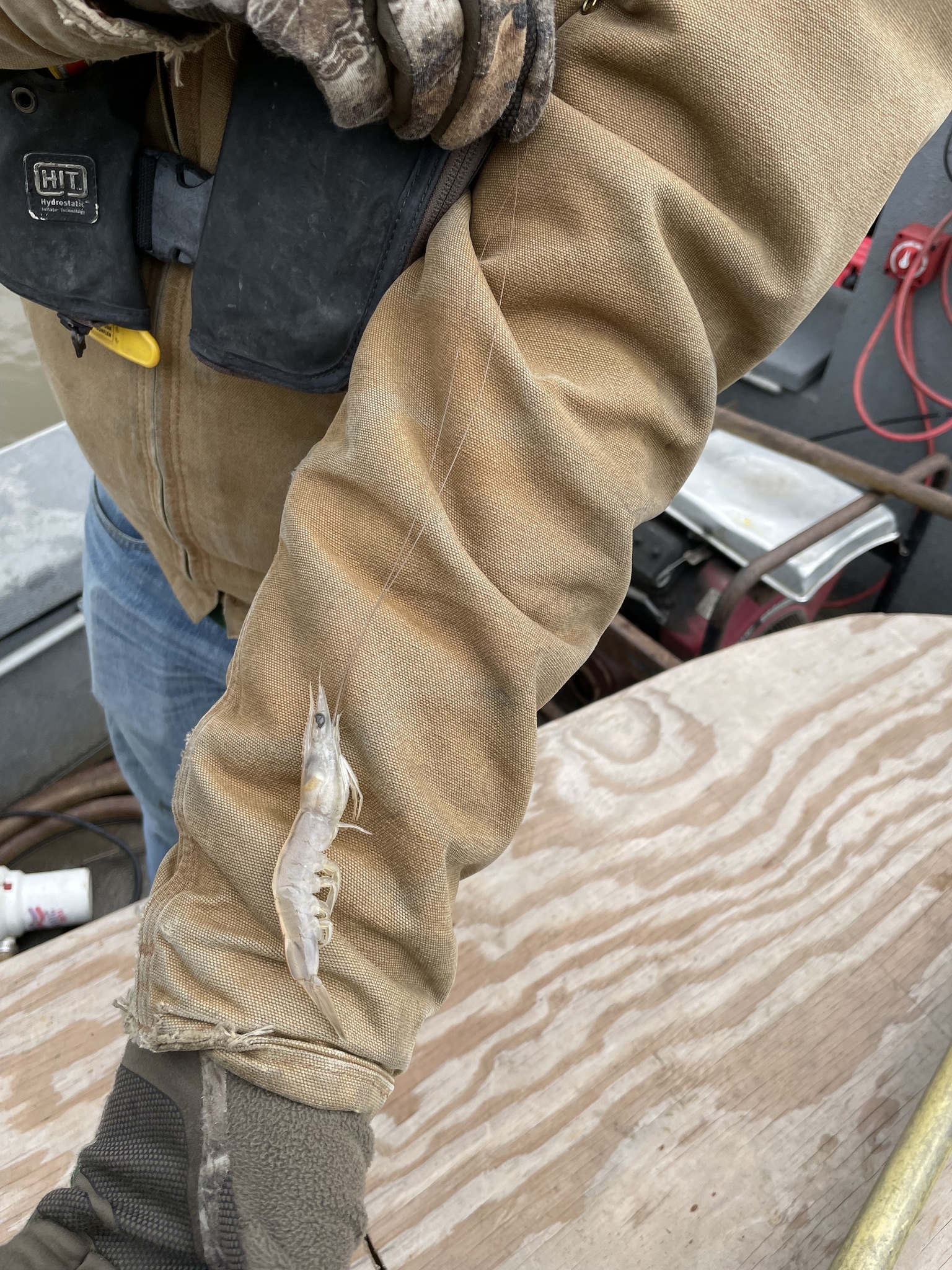 Penaeus setiferus (Linnaeus, 1767)