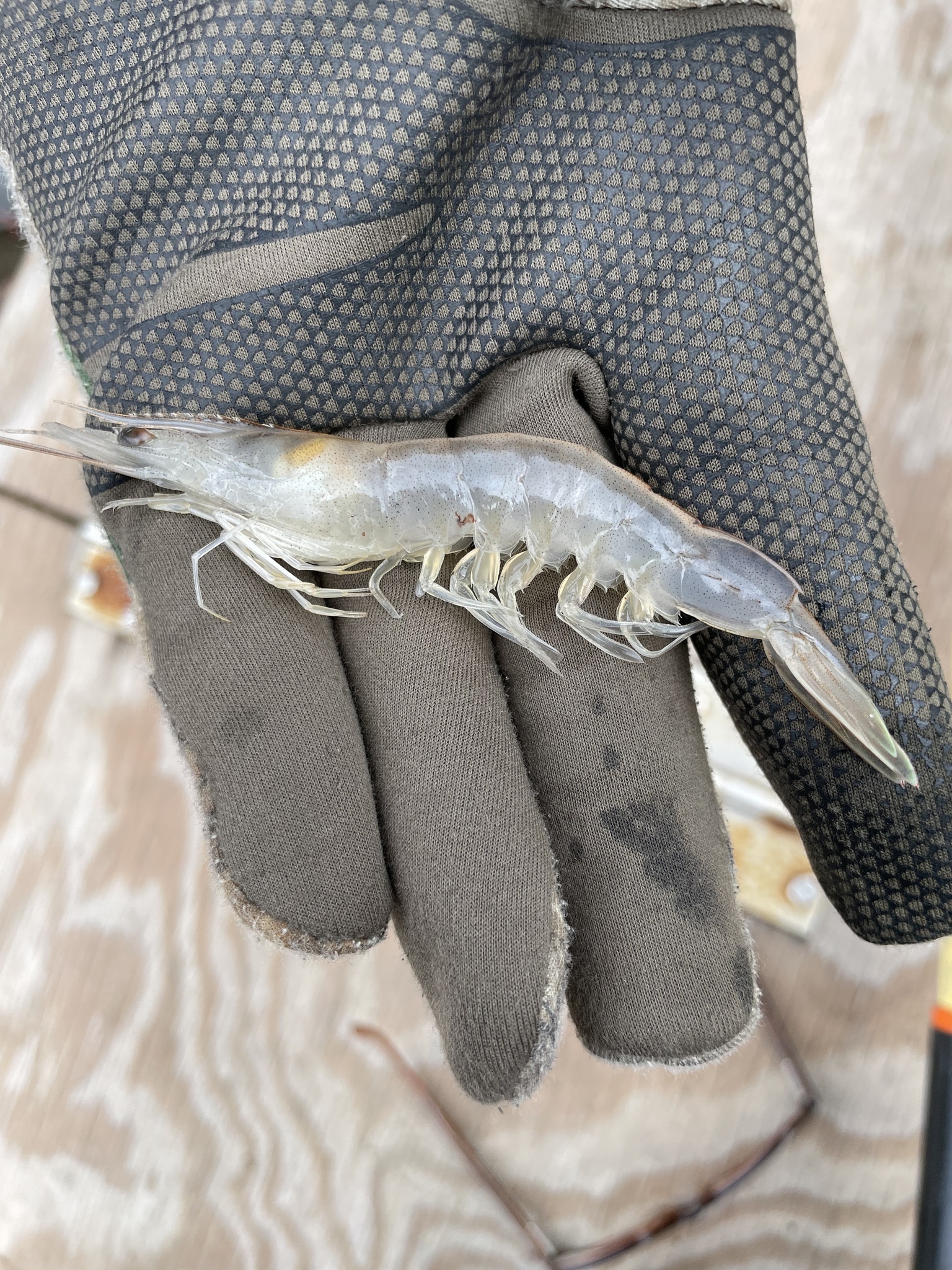 Penaeus setiferus (Linnaeus, 1767)