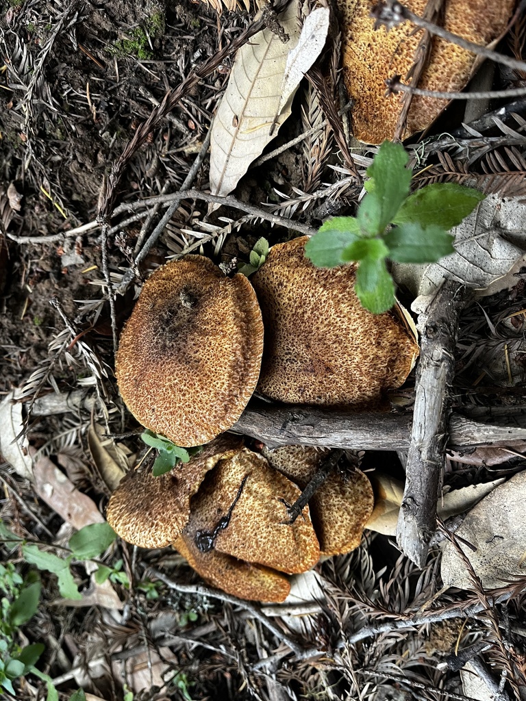Western Painted Suillus from Old Haul Rd, Loma Mar, CA, US on November ...