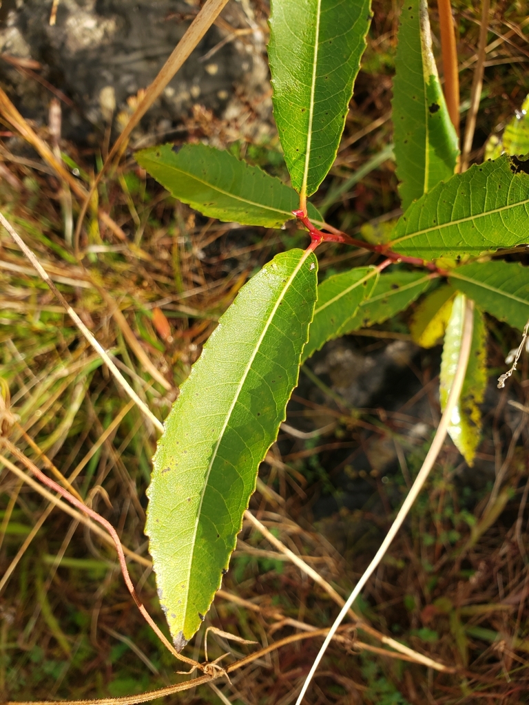 Willows from Miller Lake, ON N0H 1Z0, Canada on October 13, 2022 at 04: ...
