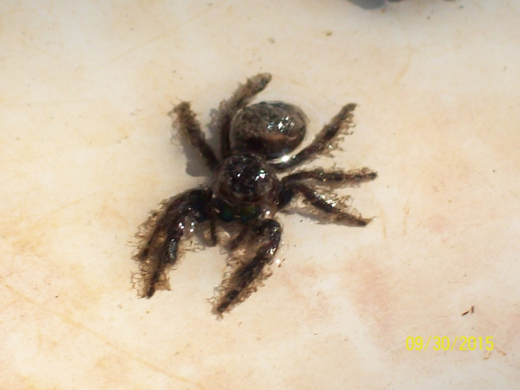 Spiders from Hazel Bazemore on September 30, 2015 by Matt Saldivar ...