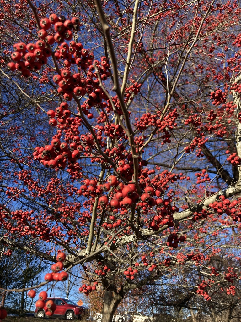 Maleae from Nantahala National Forest, Franklin, NC, US on 28 November ...